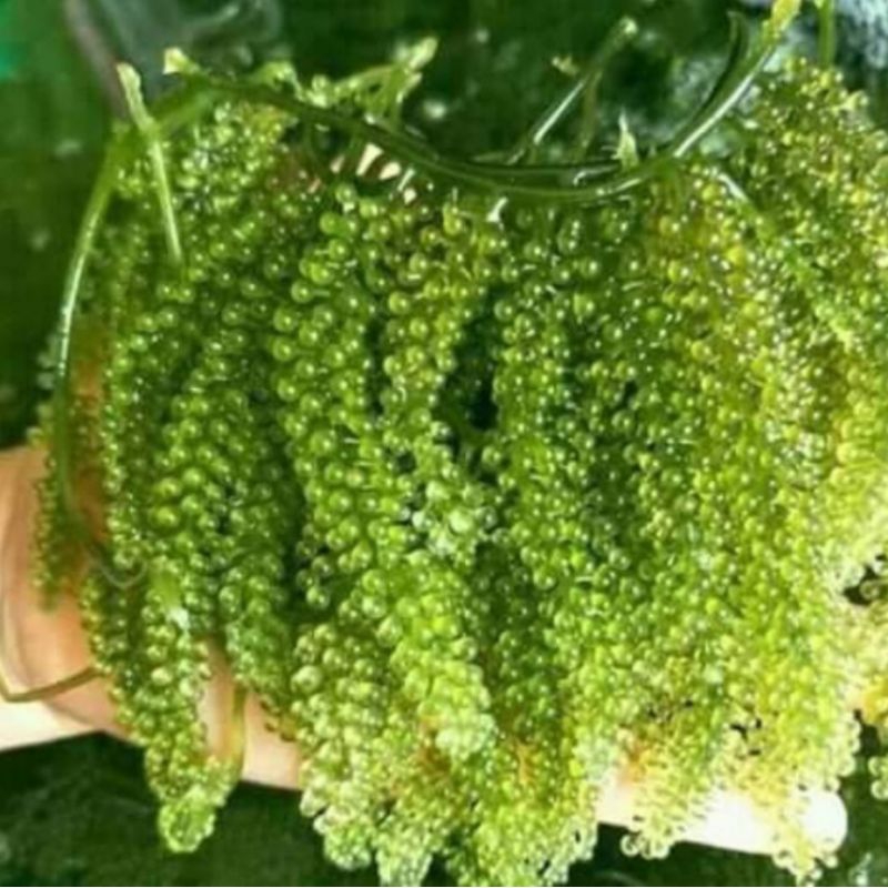 Jual Anggur Laut / Latoh / Lawi Lawi / Sea Grapes / Green Cavier ...
