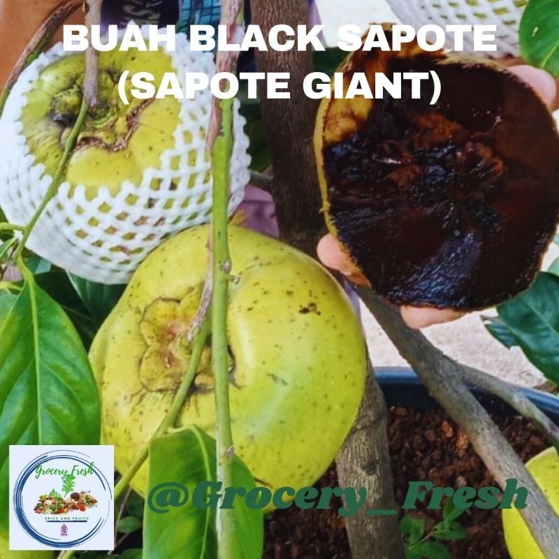 Jual Buah Black Sapote Giant (Sawo Hitam) Fresh | Shopee Indonesia