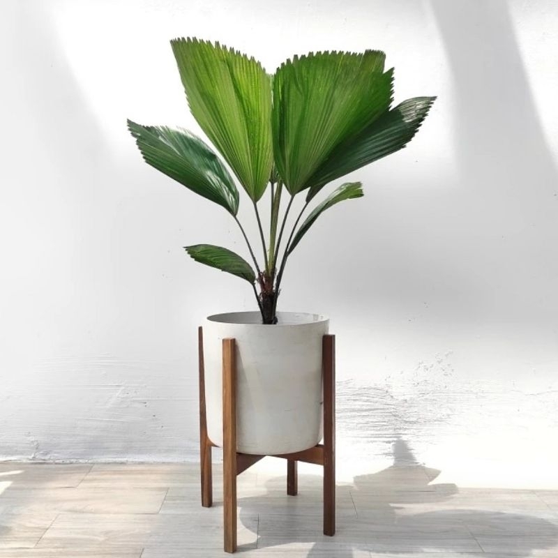 Jual PALM KOL + Pot Concrete 28 JATI Standing Planter | Pot Bunga dan ...