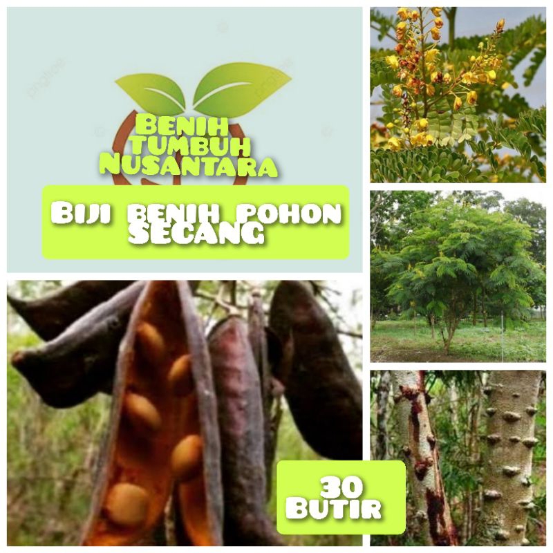 Jual 30 butir biji/benih pohon secang/Caesalpinia sappan | Shopee Indonesia