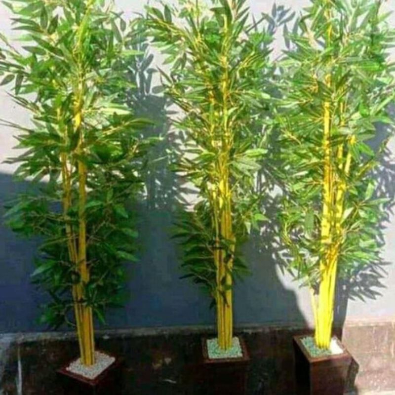 Jual Tanaman Hias Pohon Bambu Kuning / Pohon Bambu Kuning Jepang ...