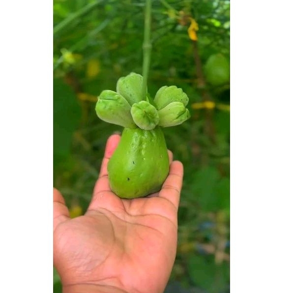 Jual Bibit labu siam (anggur) | Shopee Indonesia