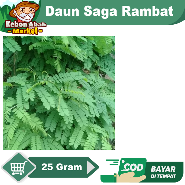Jual Daun Saga Rambat Obat Herbal Per 25 Gram (Tanpa Media Tanah ...