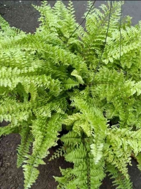 Jual tanaman hias pakis keriting / Curly fern plant | Shopee Indonesia