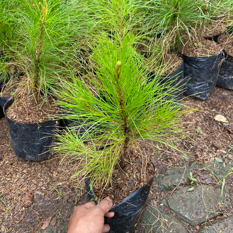 Jual tanaman pinus pohon pinus tanaman outdoor tahan panas | Shopee ...