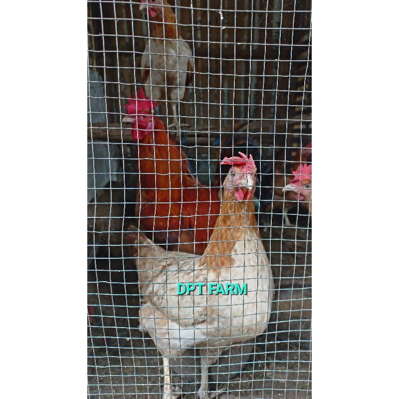 Jual Ayam Elba Terlengkap & Harga Terbaru Juni 2026 | Shopee Indonesia