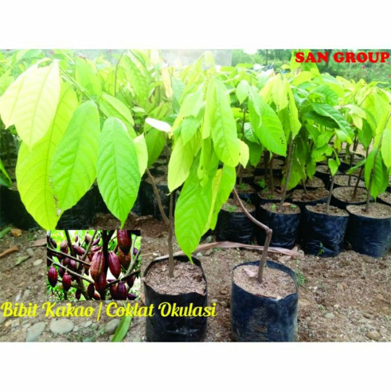 Jual Bibit Kakao/Coklat Klon Sulawesi 01. Asli tanaman (Okulasi) cepat ...