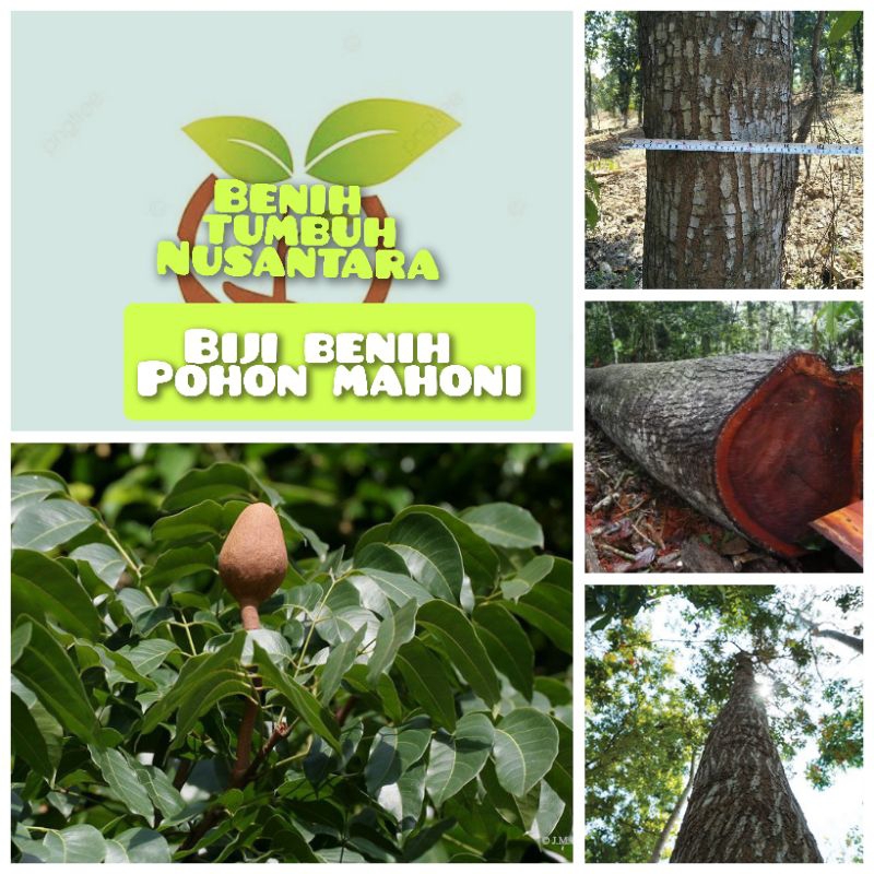 Jual 20 butir biji benih pohon mahoni/Swietenia macrophylla | Shopee ...