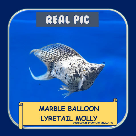 Jual IKAN HIAS AIR TAWAR - MOLLY BALON EKOR CAGAK / MOLLY MURBLE EKOR ...