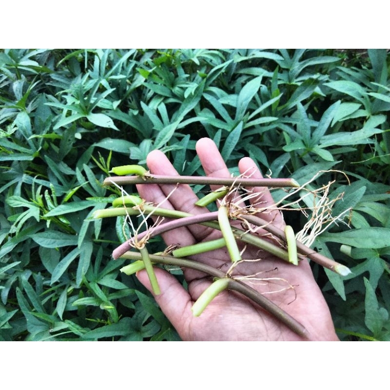 Jual steak bibit ubi jalar/ telo / ubi rambat 50 Batang! | Shopee Indonesia