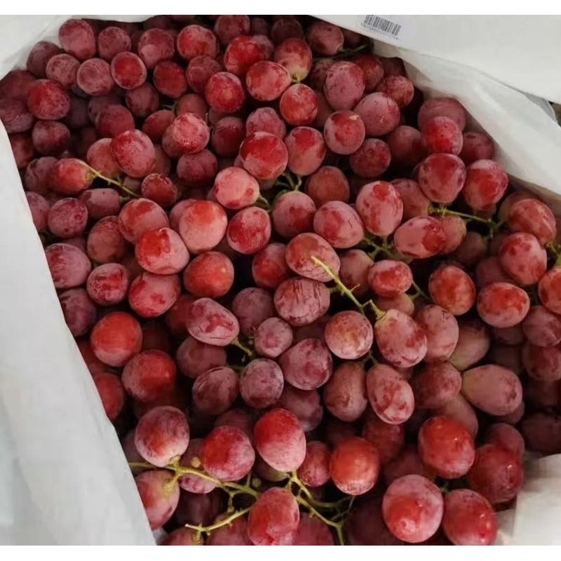 Jual Anggur Redglobe Australia 1 kardus 8 kg | Shopee Indonesia