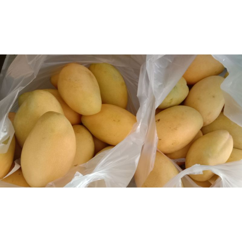 Jual Mangga Thailand | Shopee Indonesia