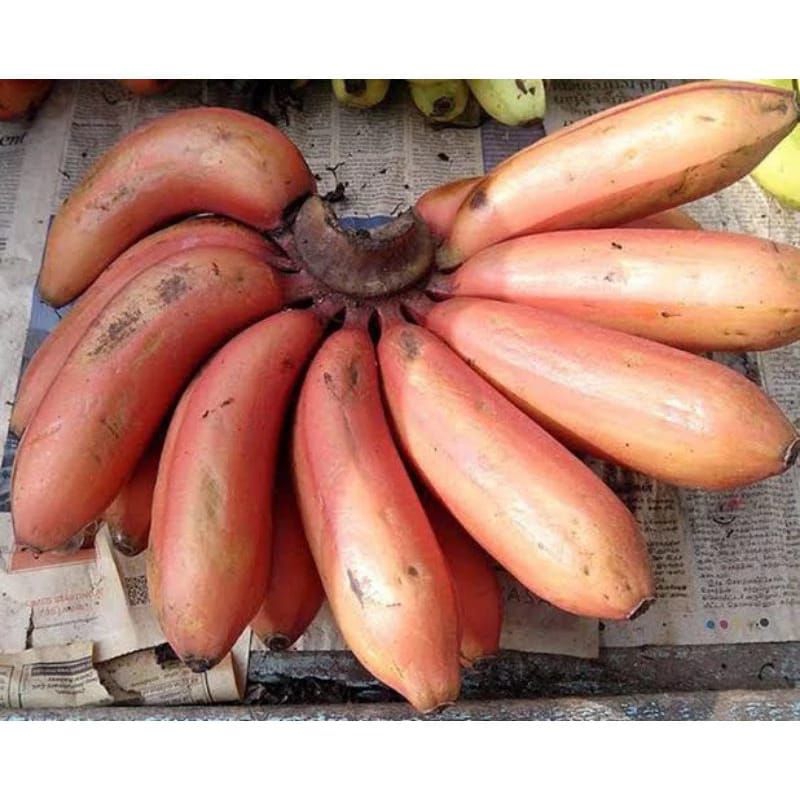 Jual pisang merah | Shopee Indonesia