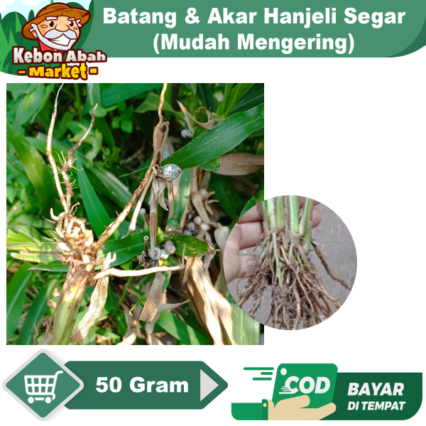 Jual Batang Akar Tanaman Hanjeli Jali Segar 50 Gram Obat Herbal Mudah ...