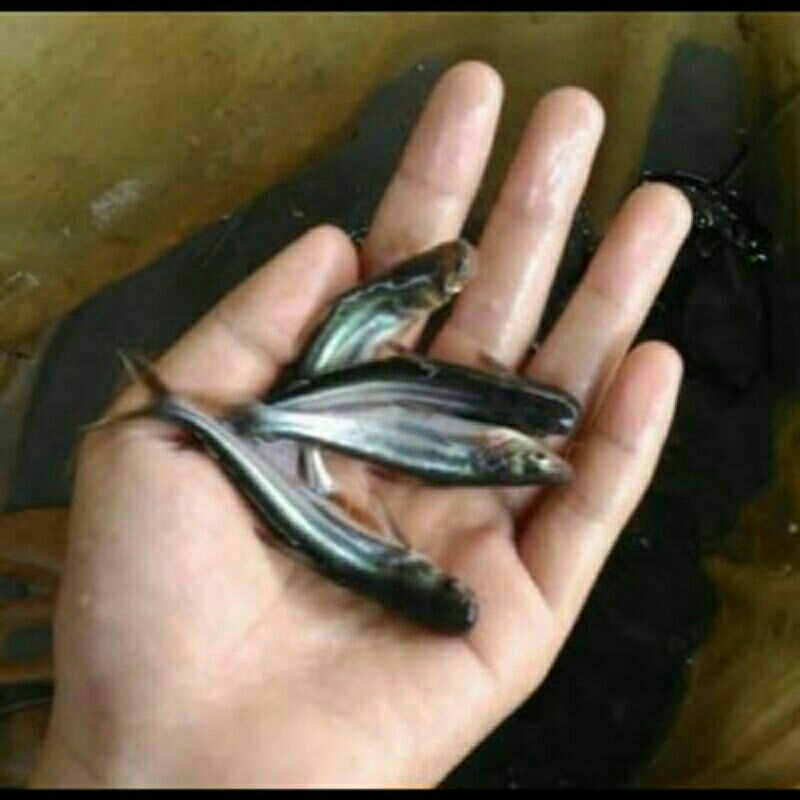 Jual Bibit ikan patin 7 8cm | Shopee Indonesia