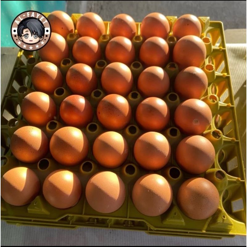 Jual Telur Ayam Fresh Padang | 1 Papan/Lapiak Isi 30 Butir | Shopee ...