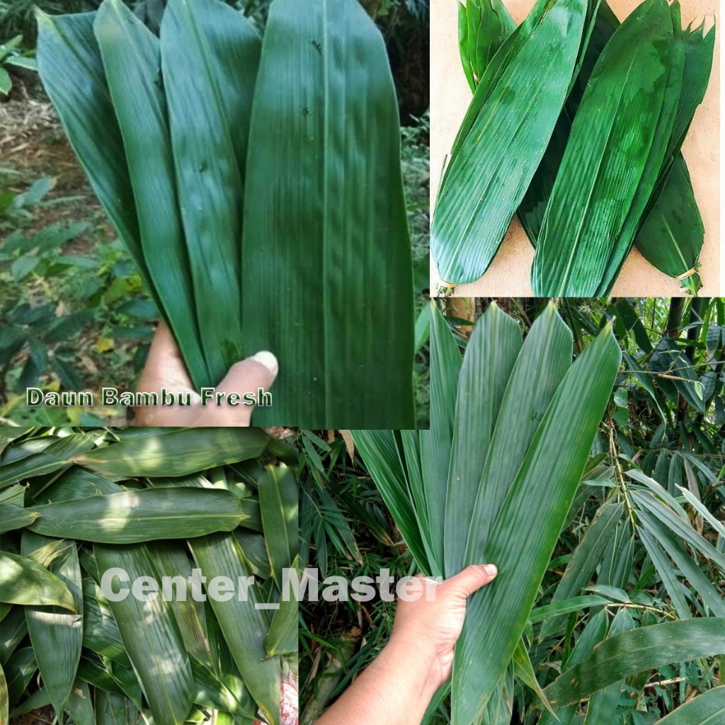 Jual Daun bambu jumbo - Daun Bambu Hijau Fresh - Daun Bambu Segar ...