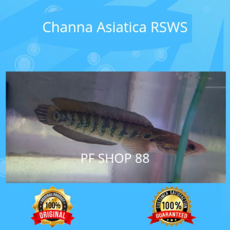 Jual Channa Asiatica RSWS Top Grade 25 cm | Shopee Indonesia