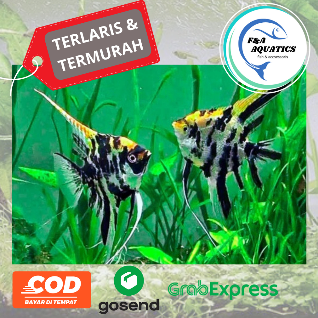 Jual Ikan Hias Aquascape Manfish Slayer 3 Color - Manfish 3 Color M L ...