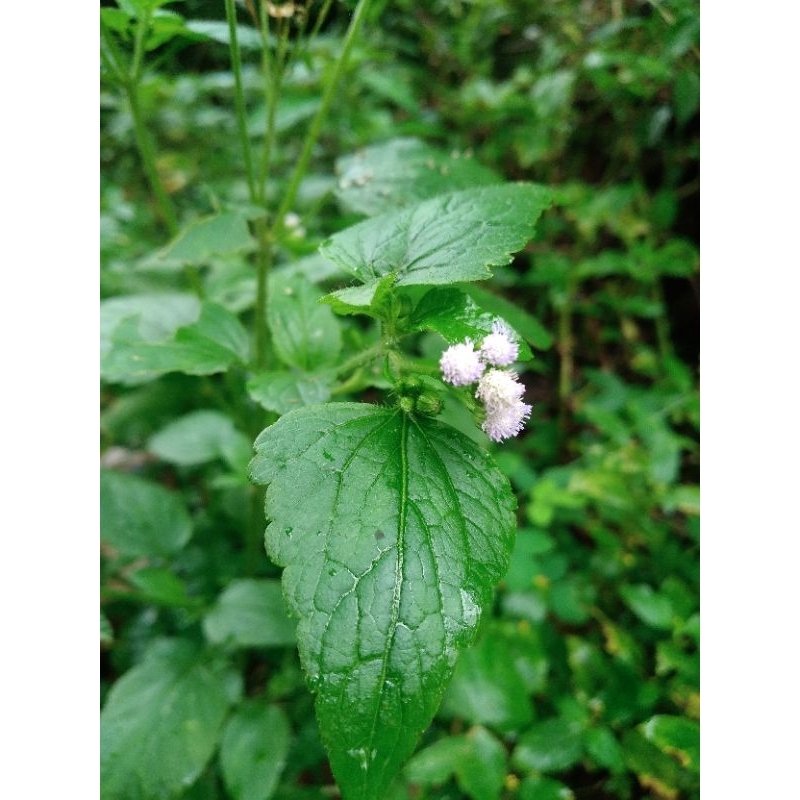 Jual DAUN BANDOTAN/WEDUSAN ASLI ,SEGAR BARU PETIK,DAUN HERBAL,OBAT ... Jual DAUN BANDOTAN/WEDUSAN ASLI ,SEGAR BARU PETIK,DAUN HERBAL,OBAT ...