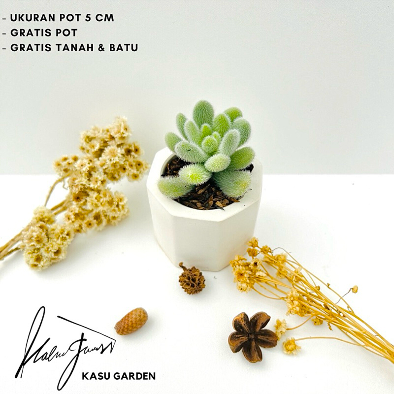 Jual Kaktus Sukulen mini fullset (free pot semen, tanah, batu hias ...