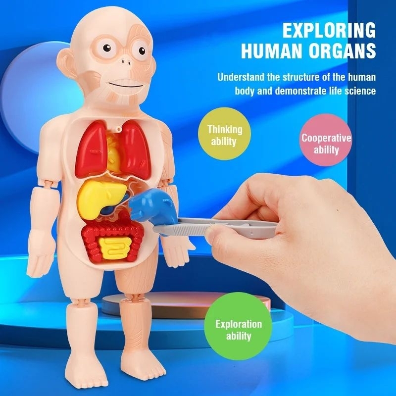 Jual human body model mainan edukasi anak anatomi organ tubuh manusia mainan interaktif DIY ...