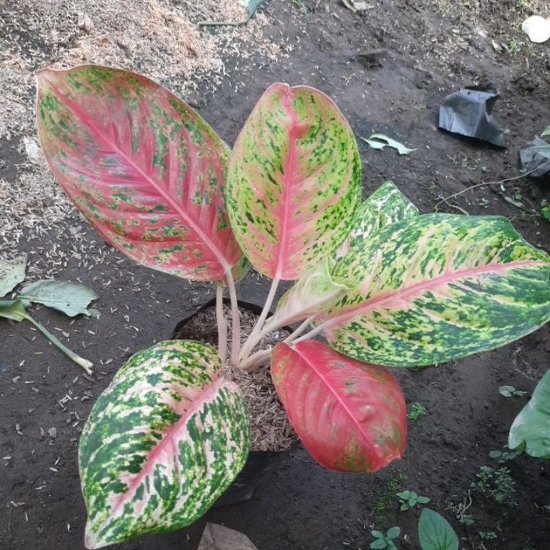 Jual Tanaman aglonema big pa2 variasi 35rb-55rb 1kg | Shopee Indonesia