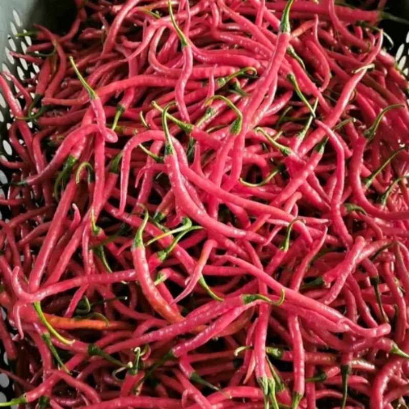 Jual Cabe Merah Keriting Cabai Kriting Lombok Segar Fresh Kiloan 1000gr ...