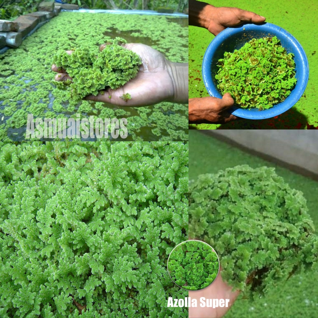 Jual Bibit azolla pinnata benih azola microphyla pakan alternatif pakan ...