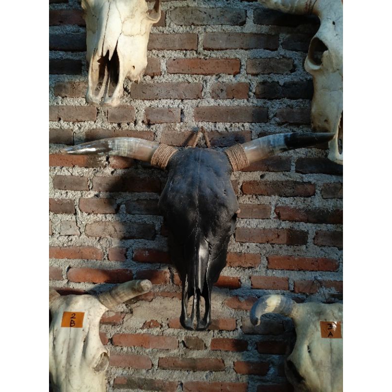 Jual tengkorak kepala dan tanduk sapi asli untuk hiasan dinding ...