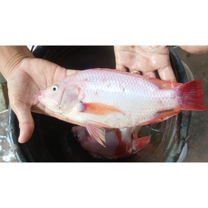 Jual ikan nila ikan hidup ikan nila merah ikan nila merah | Shopee ...