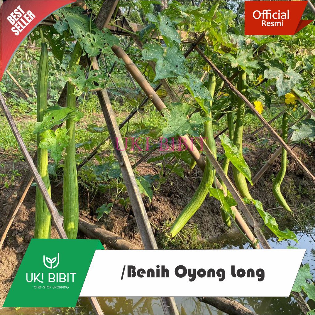 Jual ( 100 Butir ) Benih Biji Oyong Long | Luffa Loofah | Luffa ...