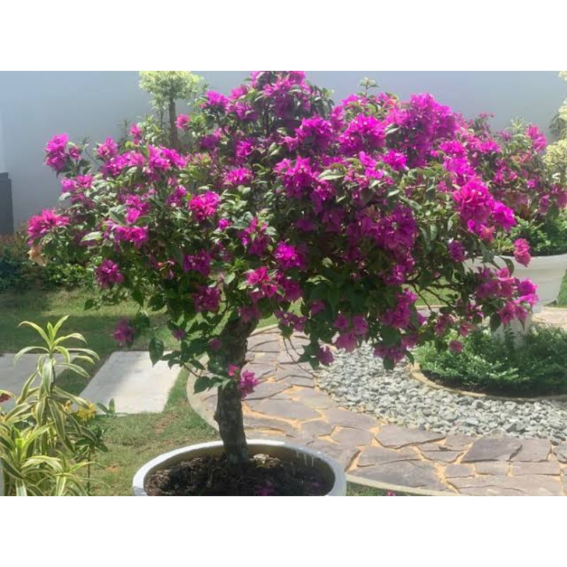 Jual bunga bougenville random batang besar | Shopee Indonesia