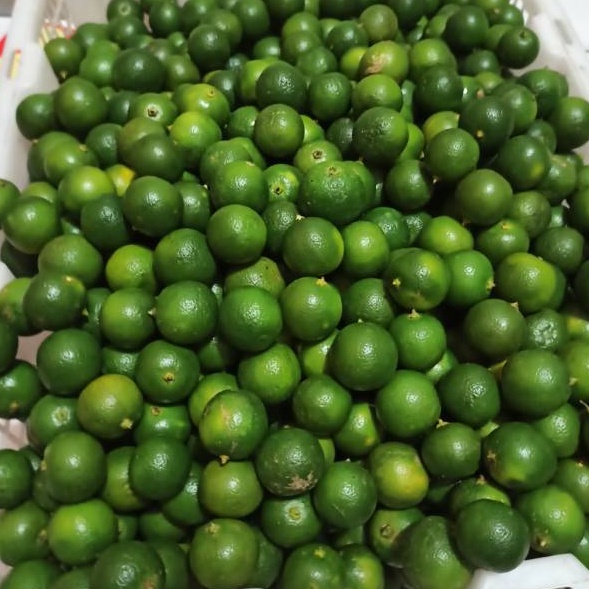 Jual PROMO SALE JERUK KUNCI JERUK SONKIT LEMON CUI JERUK KASTURI JERUK ...