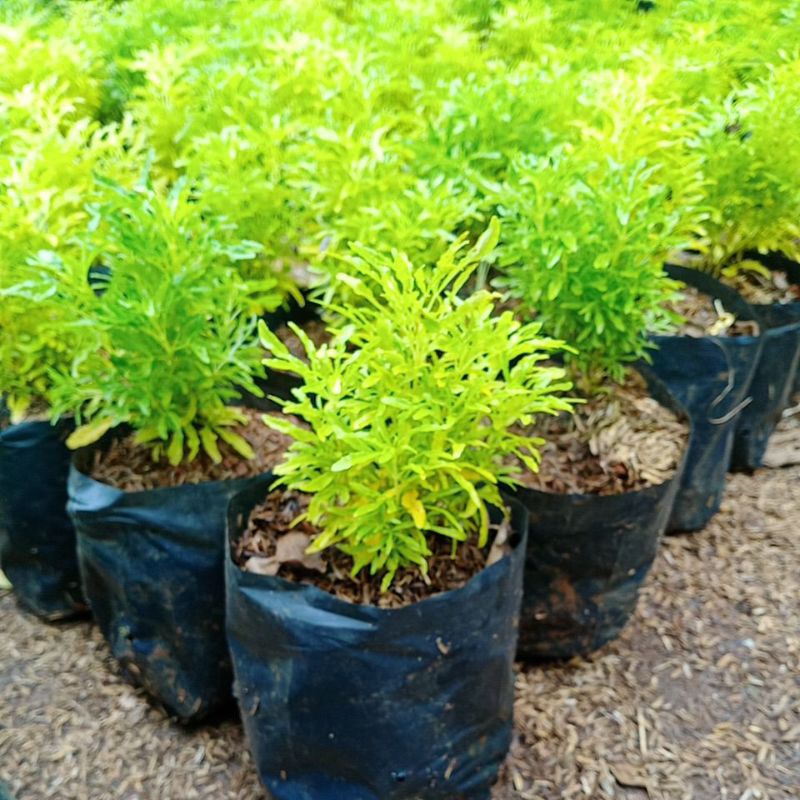 Jual Tanaman hias brokoli gold - brocoli kuning - pohon berokoli golden ...