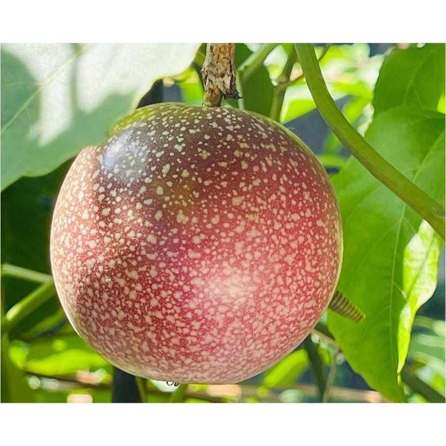 Jual Benih Markisa Ungu 3 seed Pilihan petani | Shopee Indonesia