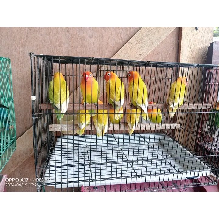 Jual Burung lovebird paskun pastel kuning sepasang jantan betina ready ...