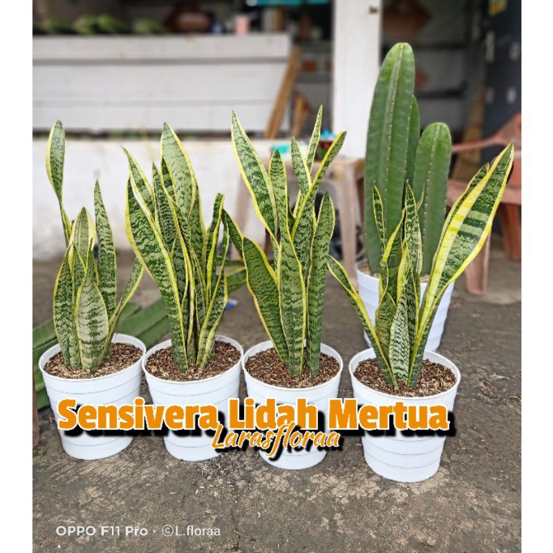 Jual (BISA COD) Tanaman Hias Lidah Mertua / Bunga hidup Sansivera Lidah ... Jual (BISA COD) Tanaman Hias Lidah Mertua / Bunga hidup Sansivera Lidah ...