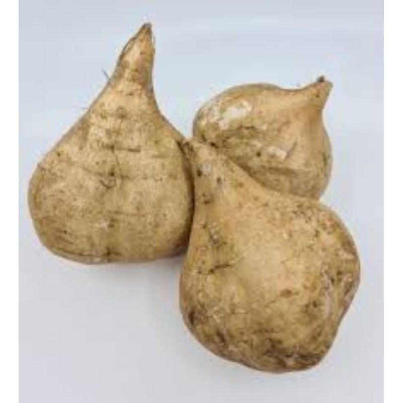 Jual bengkoang 1kg | Shopee Indonesia