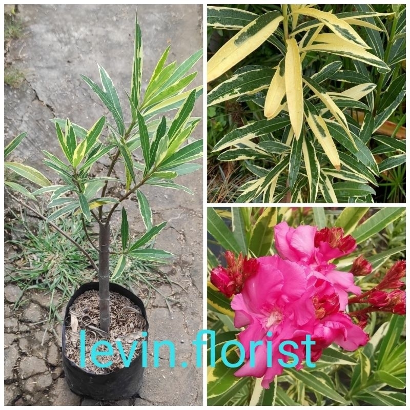 Jual [LANGKA] Nerium Oleander variegata/ oleandra jepun mentega bibit tanaman hias bunga ...