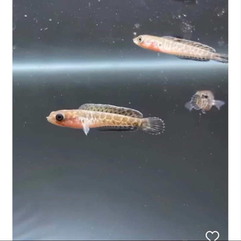 Jual Auranti baby CB ukuran 3-6cm +bonus pakan | Shopee Indonesia