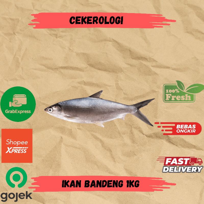 Jual Ikan Bandeng 1kg / Ikan Bandeng / Ikan Bandeng Fresh Berkualitas ...