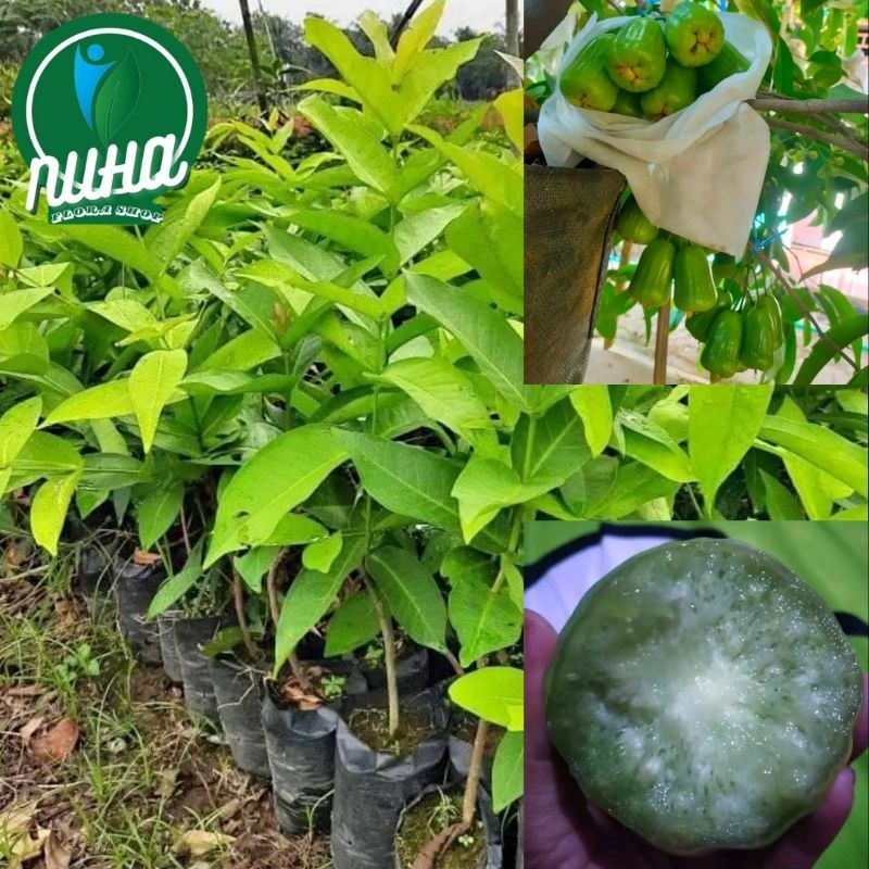 Jual Bibit jambu air kyojok super genjah, bisa tambulan pot. | Shopee ...
