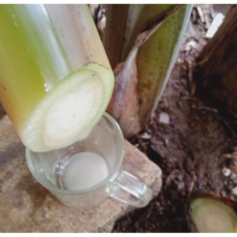Jual Getah pohon pisang segar / getah pisang herbal | Shopee Indonesia