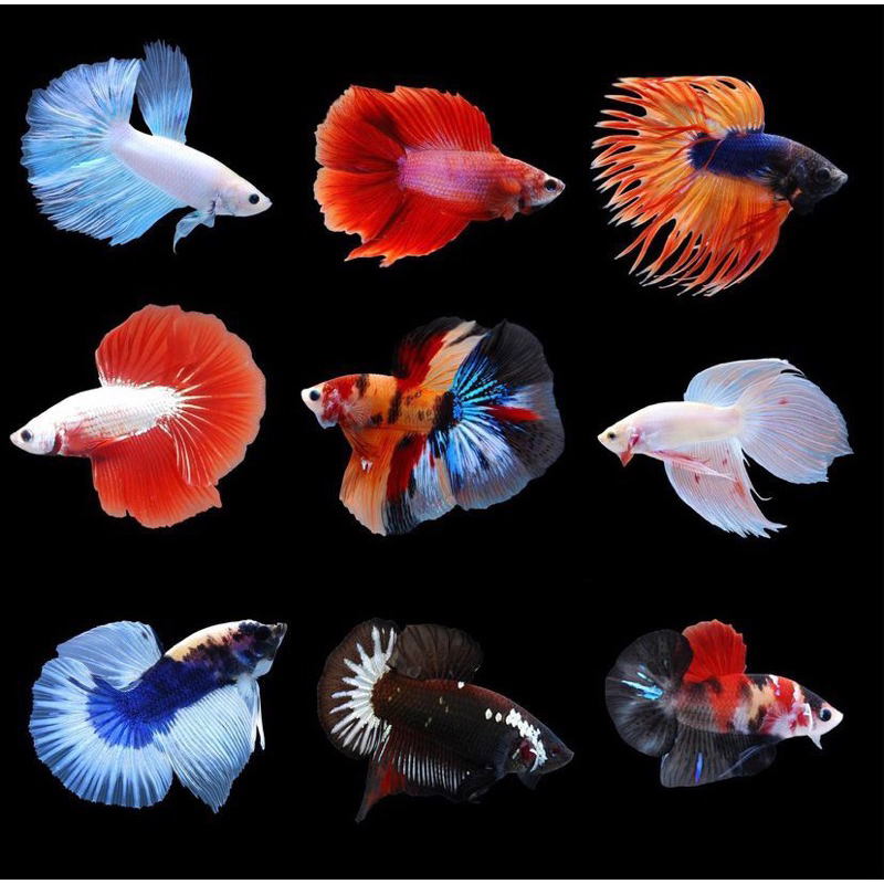 Jual Cupang isi 3 blurim,samurai,halmon,serit,avatar,galaxi,gian,coper ...