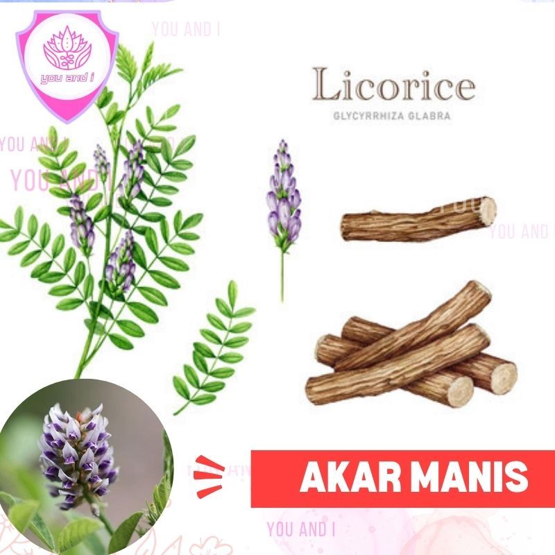 Jual Benih LICORICE - Biji Akar Manis | Shopee Indonesia