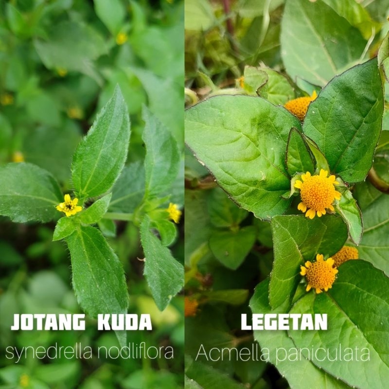 Jual tanaman JOTANG KUDA (synedrella oleracea) BUKAN LEGETAN ...
