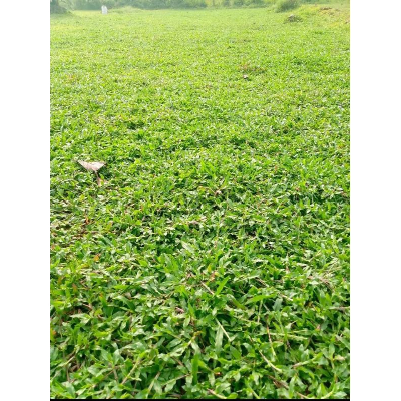 Jual Rumput gajah, Rumput taman ,Rumput gajah biasa, rumput gajah ...