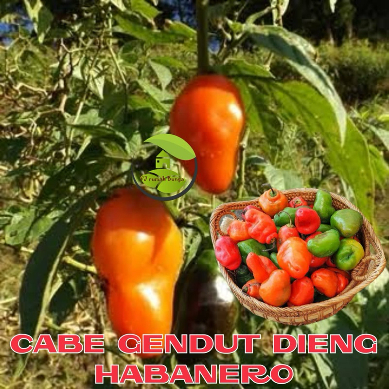Jual 10 Butir - Benih cabai gendut cabe bendot dieng cabai terpedas ...