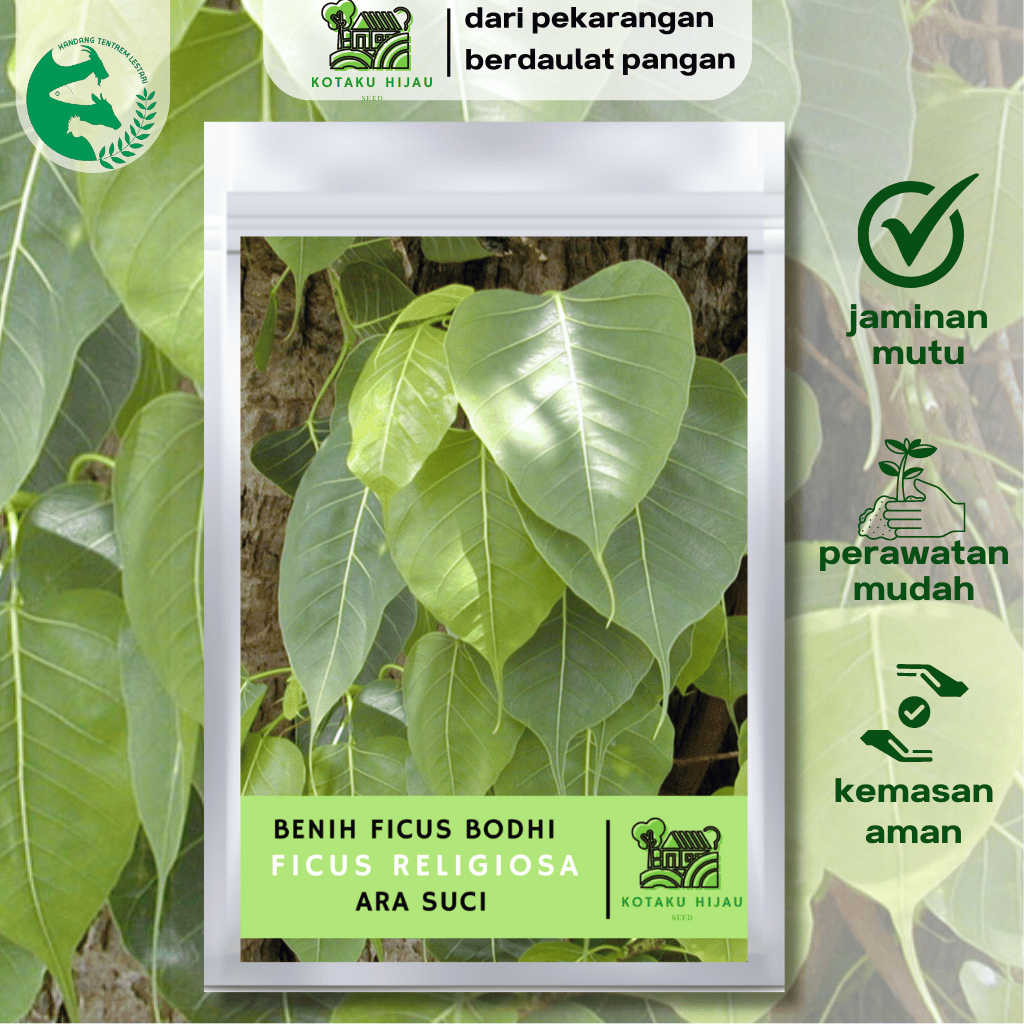 Jual Benih Ficus Bodhi Religiosa Ara Suci KOTAKU HIJAU 400 Biji Lebih ...